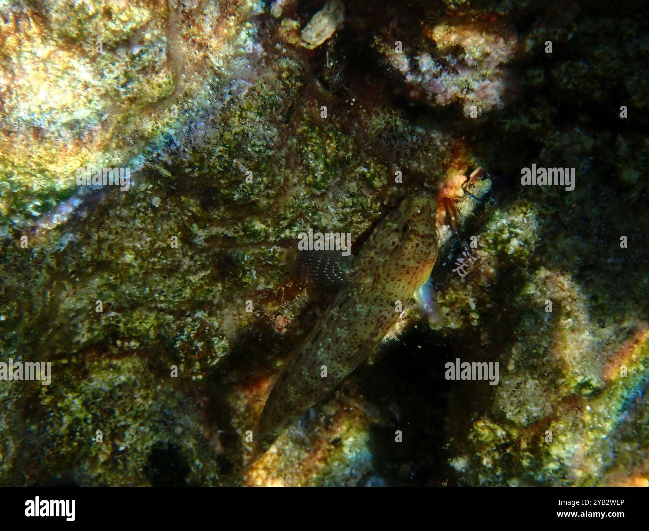 Incognito Goby (Gobius incognitus) Actinopterygii Stock Photo - Alamy