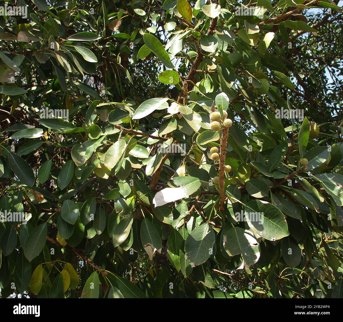 Common Wild Fig (Ficus burkei) Plantae Stock Photo - Alamy