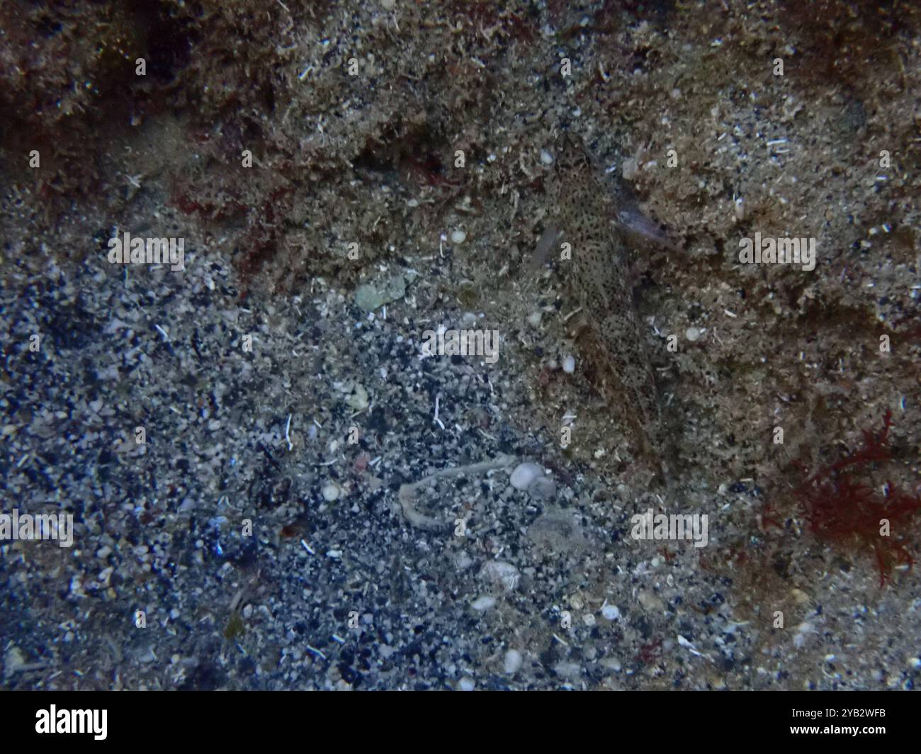 Incognito Goby (Gobius incognitus) Actinopterygii Stock Photo - Alamy