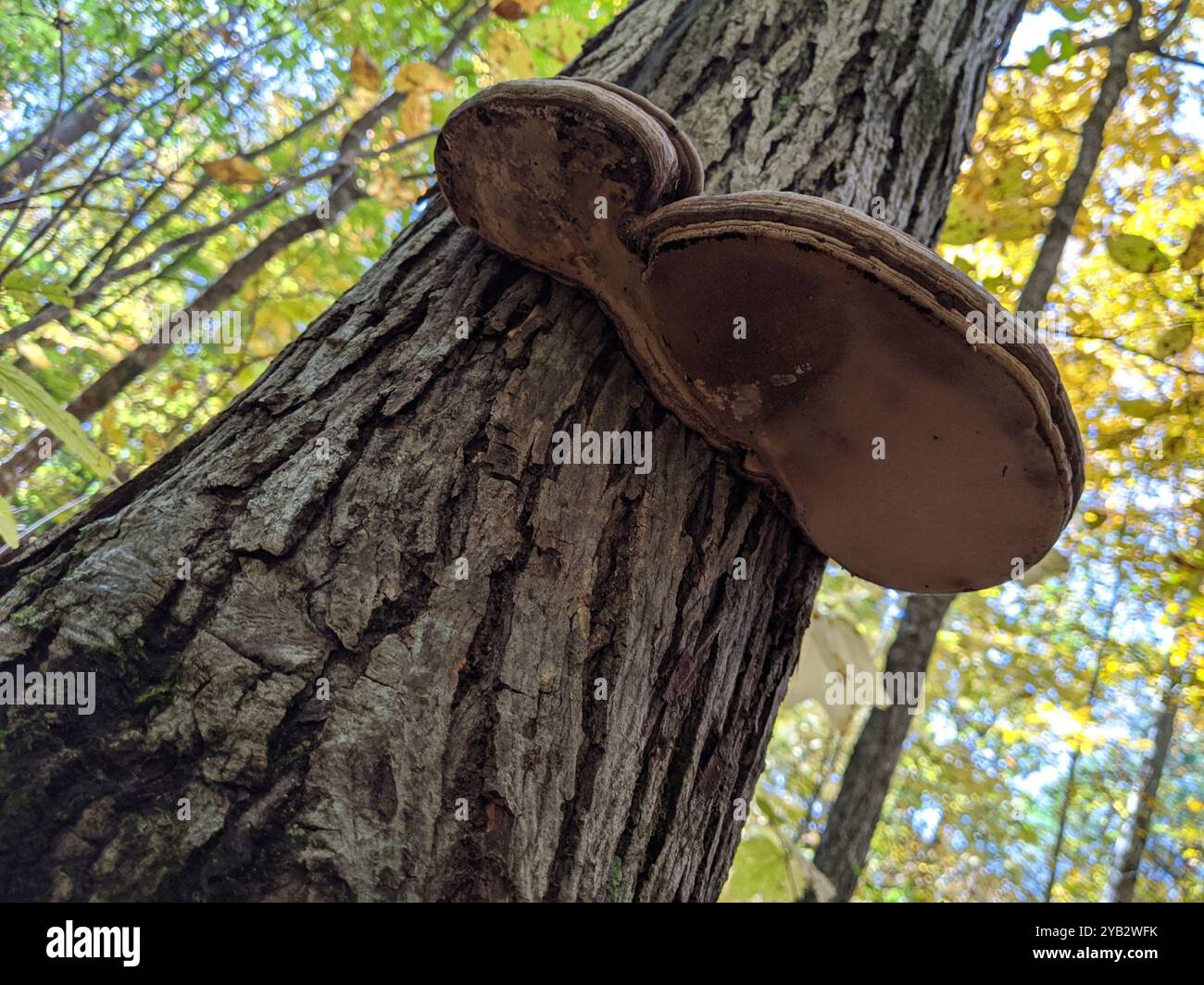 (Ganoderma megaloma) Fungi Stock Photo - Alamy