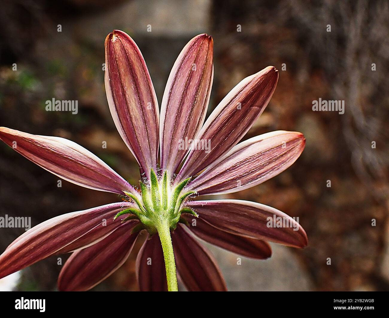 Sticky Rain Daisy (Dimorphotheca cuneata) Plantae Stock Photo - Alamy