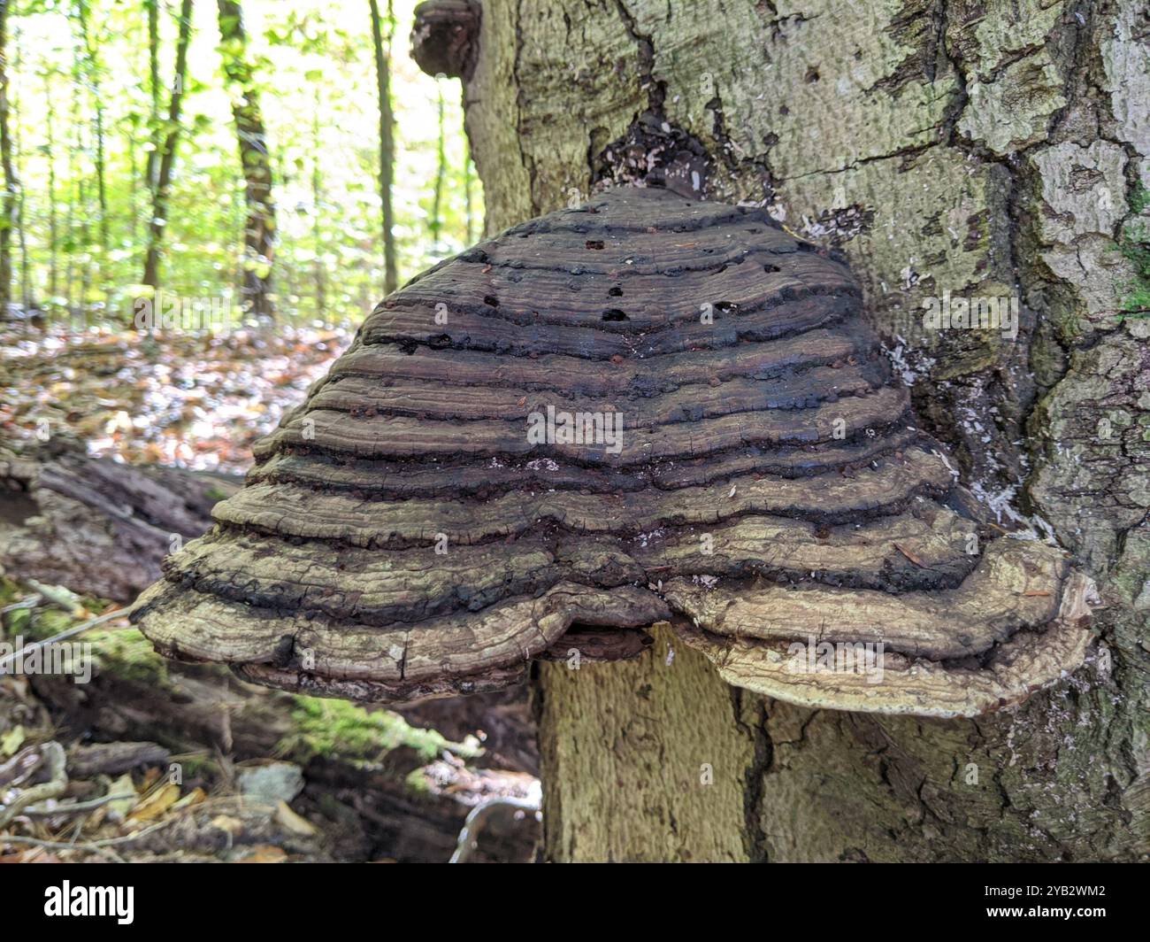 artist's bracket (Ganoderma applanatum) Fungi Stock Photo - Alamy