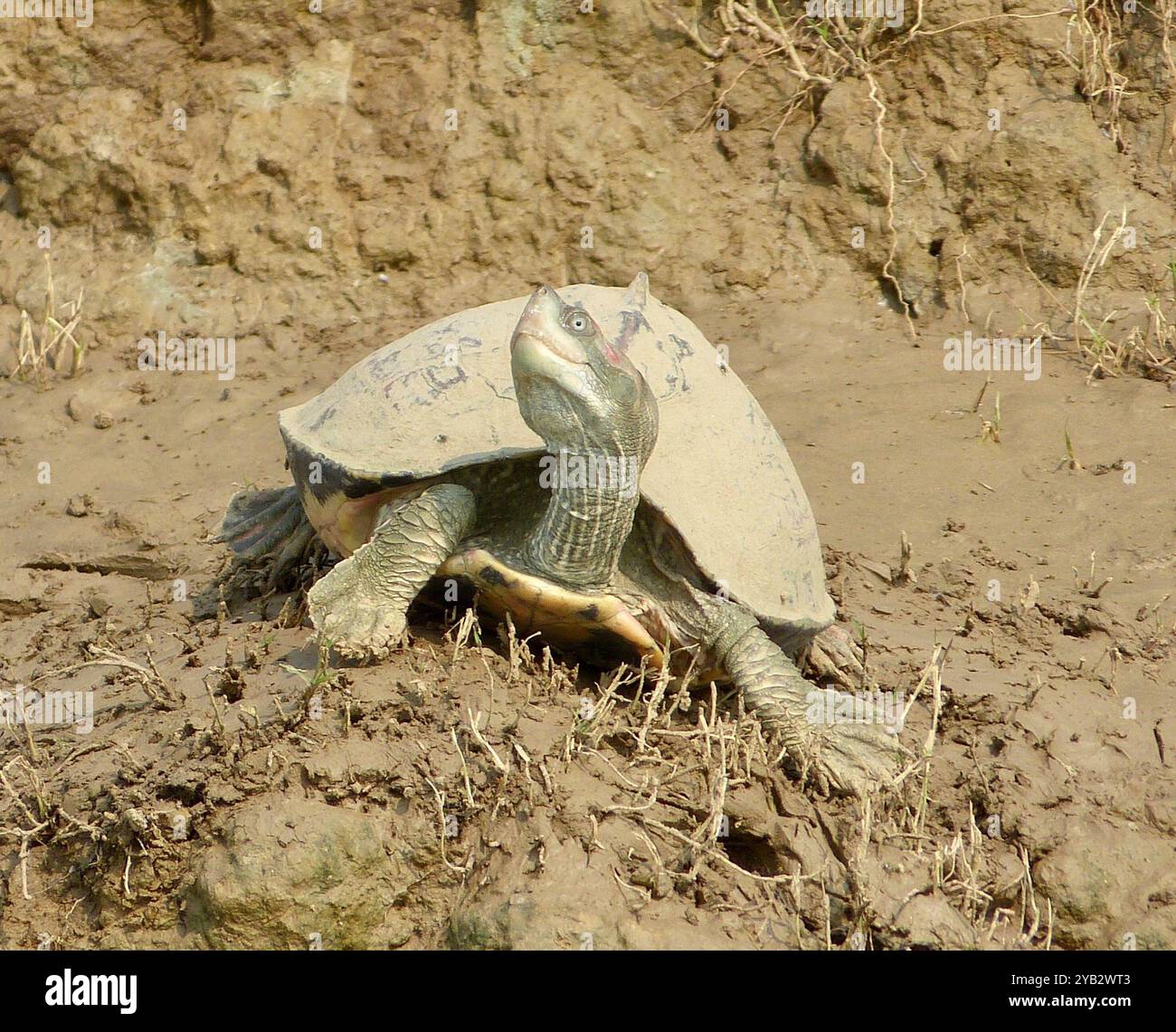 Indian tent turtle pangshura tentoria hi-res stock photography and ...