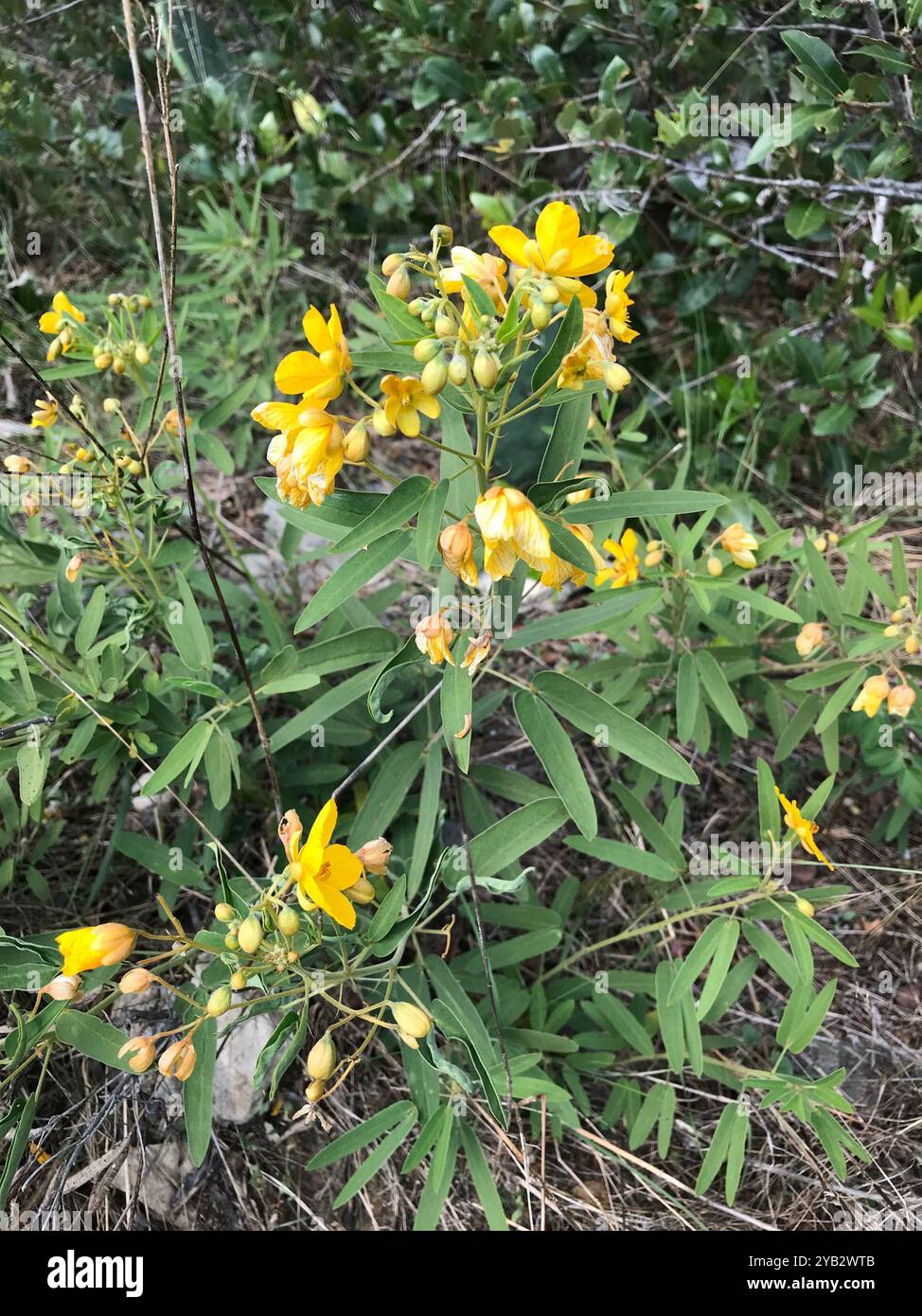 Two-leaved Senna (Senna roemeriana) Plantae Stock Photo - Alamy