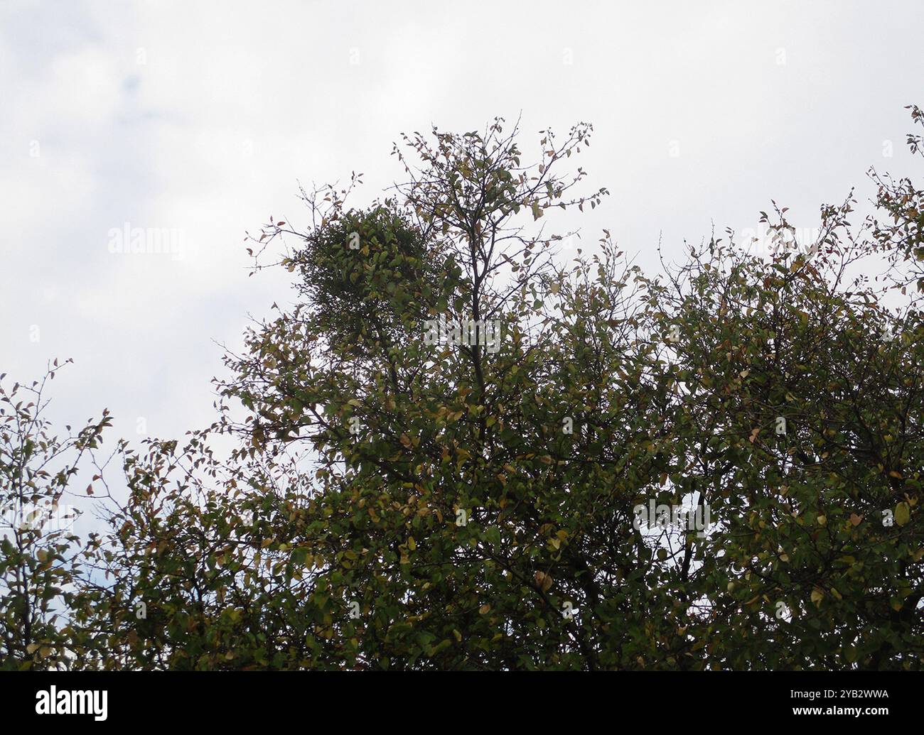 buffalo-thorn (Ziziphus mucronata) Plantae Stock Photo - Alamy