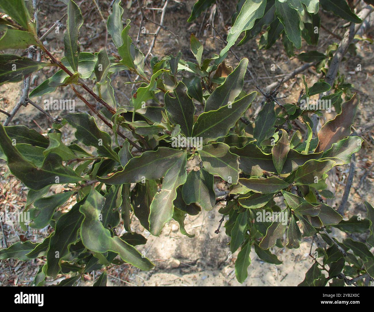 Magic Gwarrie (Euclea divinorum) Plantae Stock Photo - Alamy