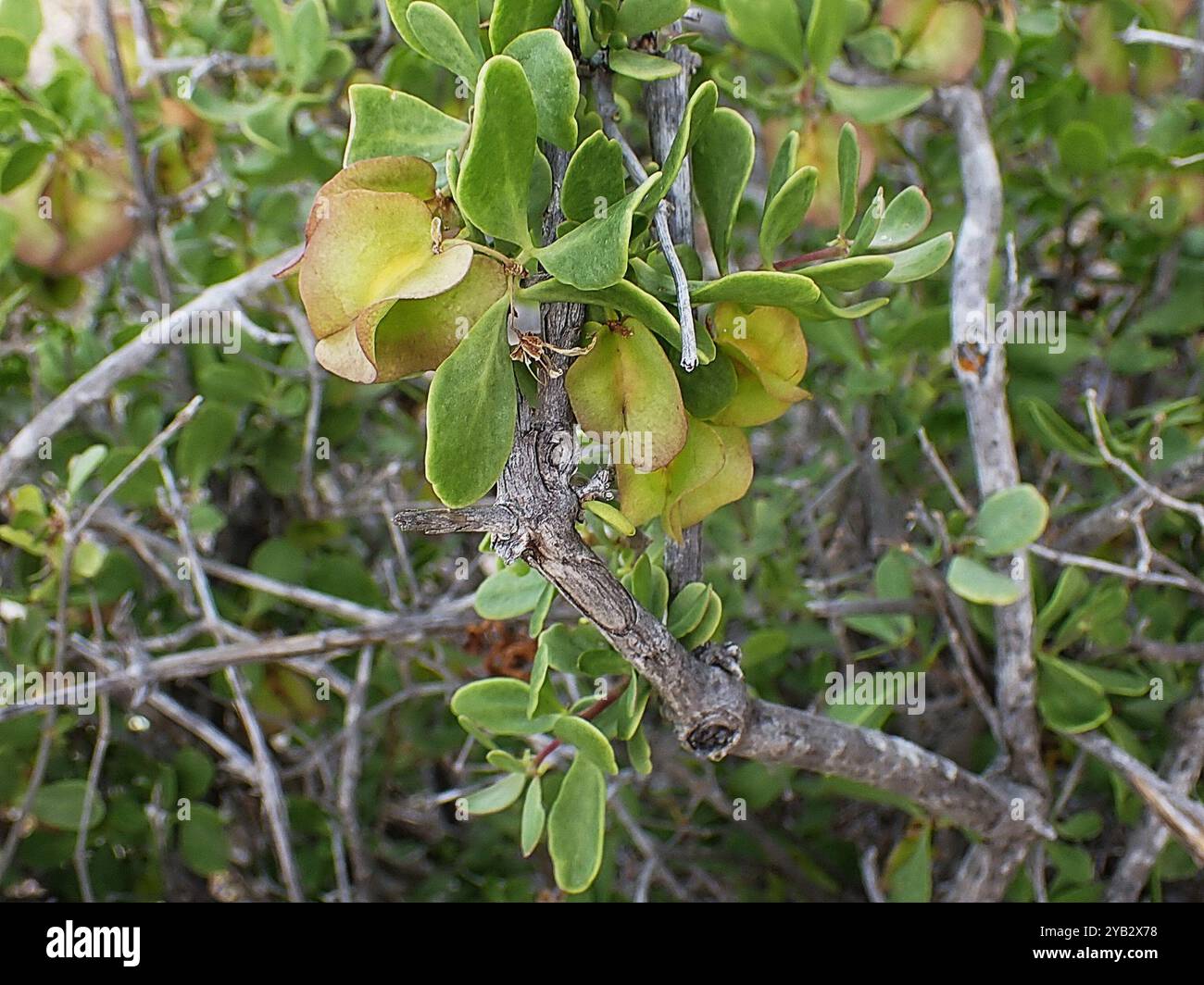 Salad Twinleaf (Roepera morgsana) Plantae Stock Photo - Alamy
