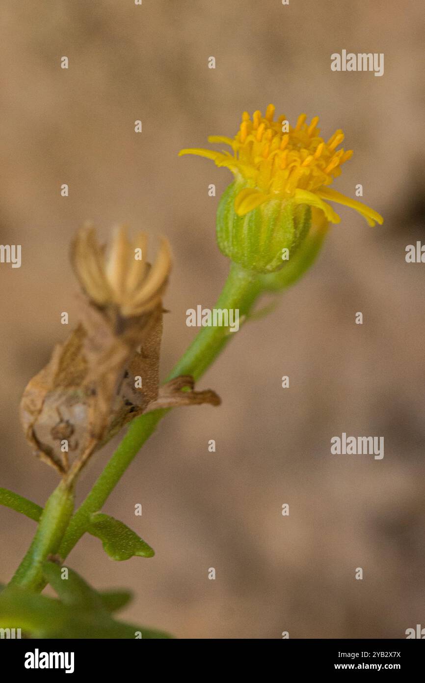 New Mexico Rockdaisy (Perityle staurophylla) Plantae Stock Photo - Alamy