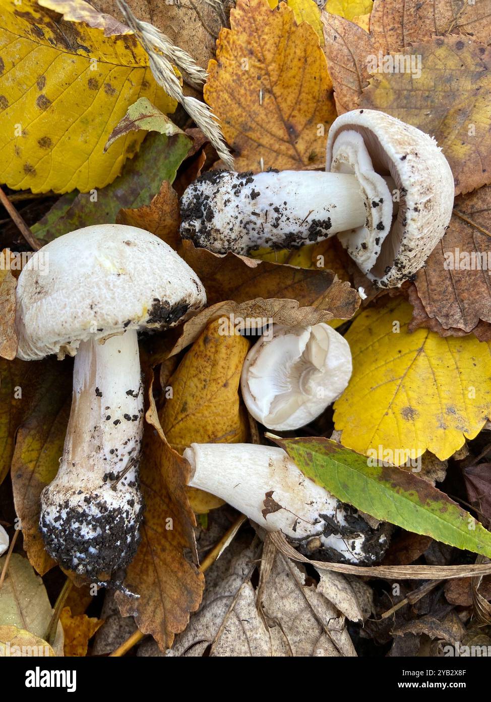 Yellow Stainer (Agaricus xanthodermus) Fungi Stock Photo - Alamy
