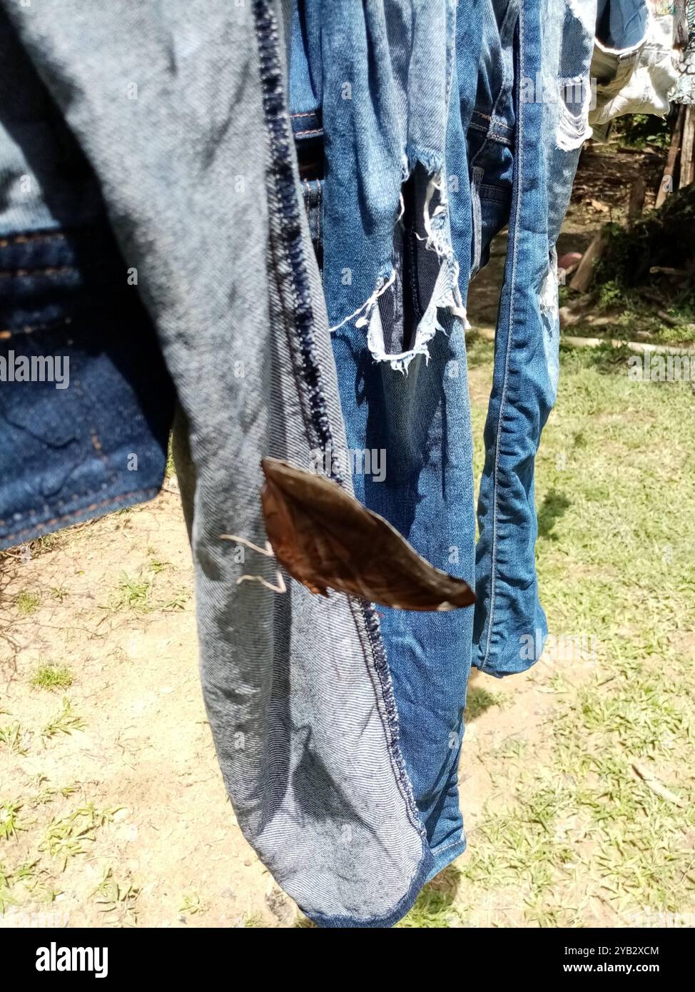 Orion Cecropian (Historis odius) Insecta Stock Photo - Alamy