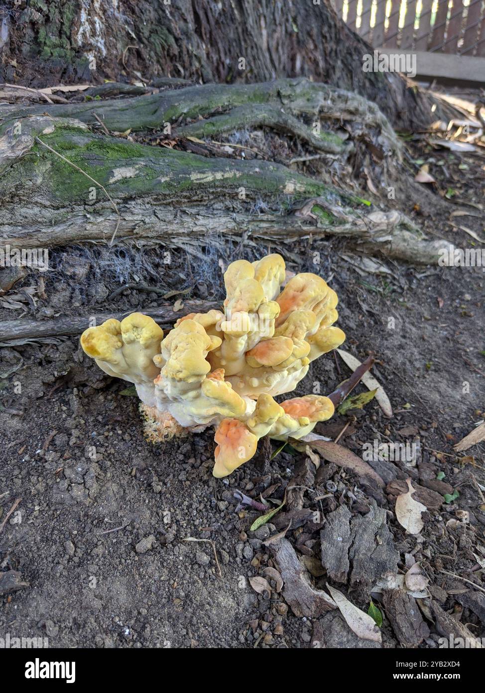 Western Hardwood Sulphur Shelf (Laetiporus gilbertsonii) Fungi Stock ...