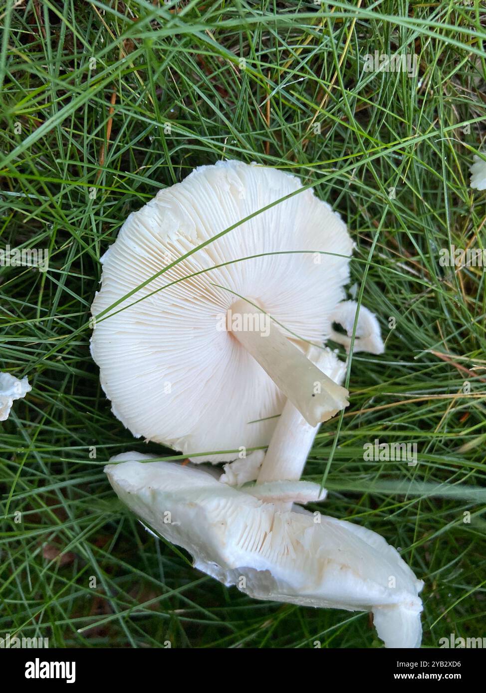 White Dapperling (Leucoagaricus leucothites) Fungi Stock Photo - Alamy