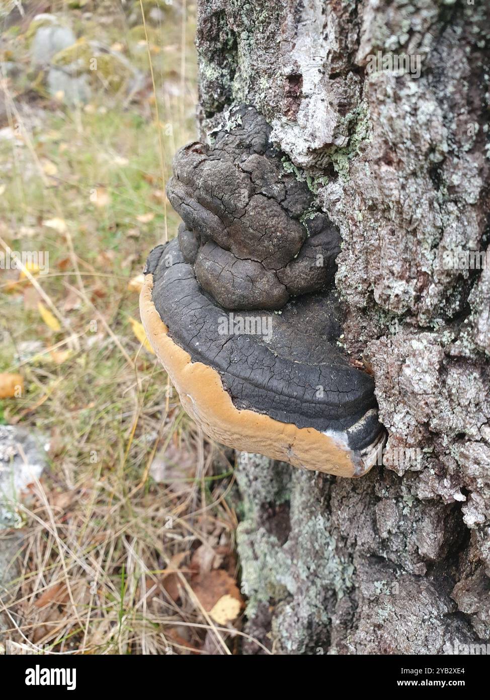 Willow Bracket (Phellinus igniarius) Fungi Stock Photo - Alamy