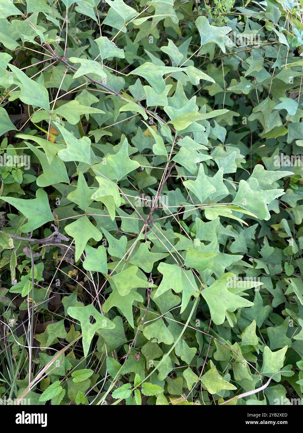 Coral Bean (Erythrina herbacea) Plantae Stock Photo - Alamy
