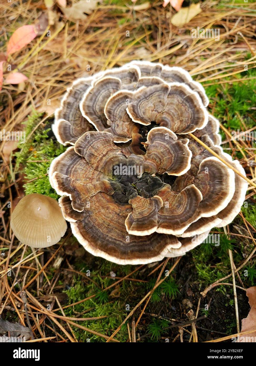 turkey-tail (Trametes versicolor) Fungi Stock Photo - Alamy