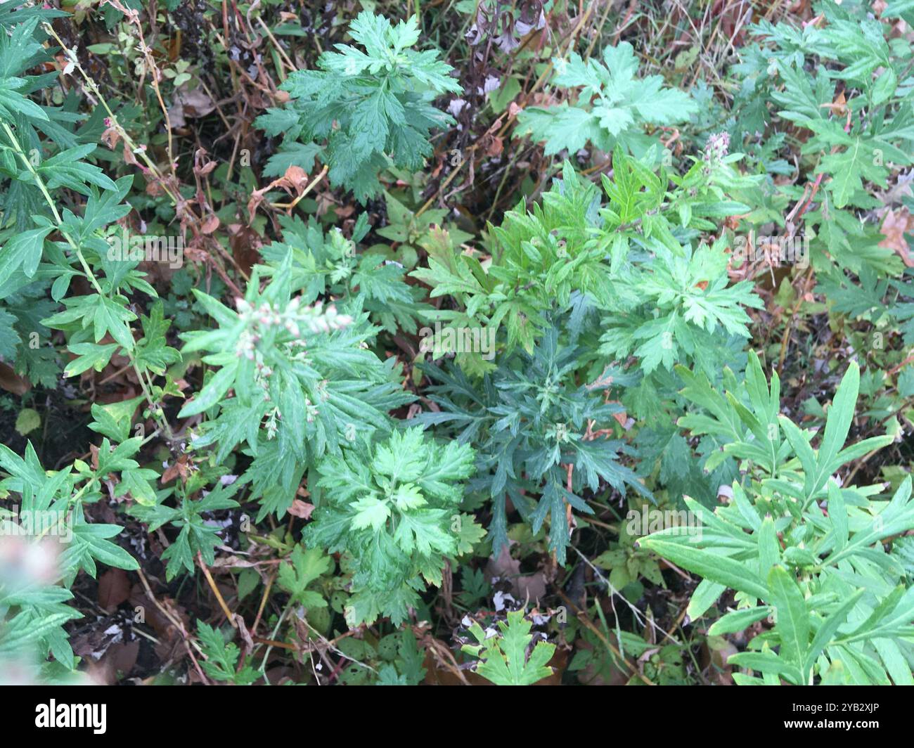 common mugwort (Artemisia vulgaris) Plantae Stock Photo - Alamy