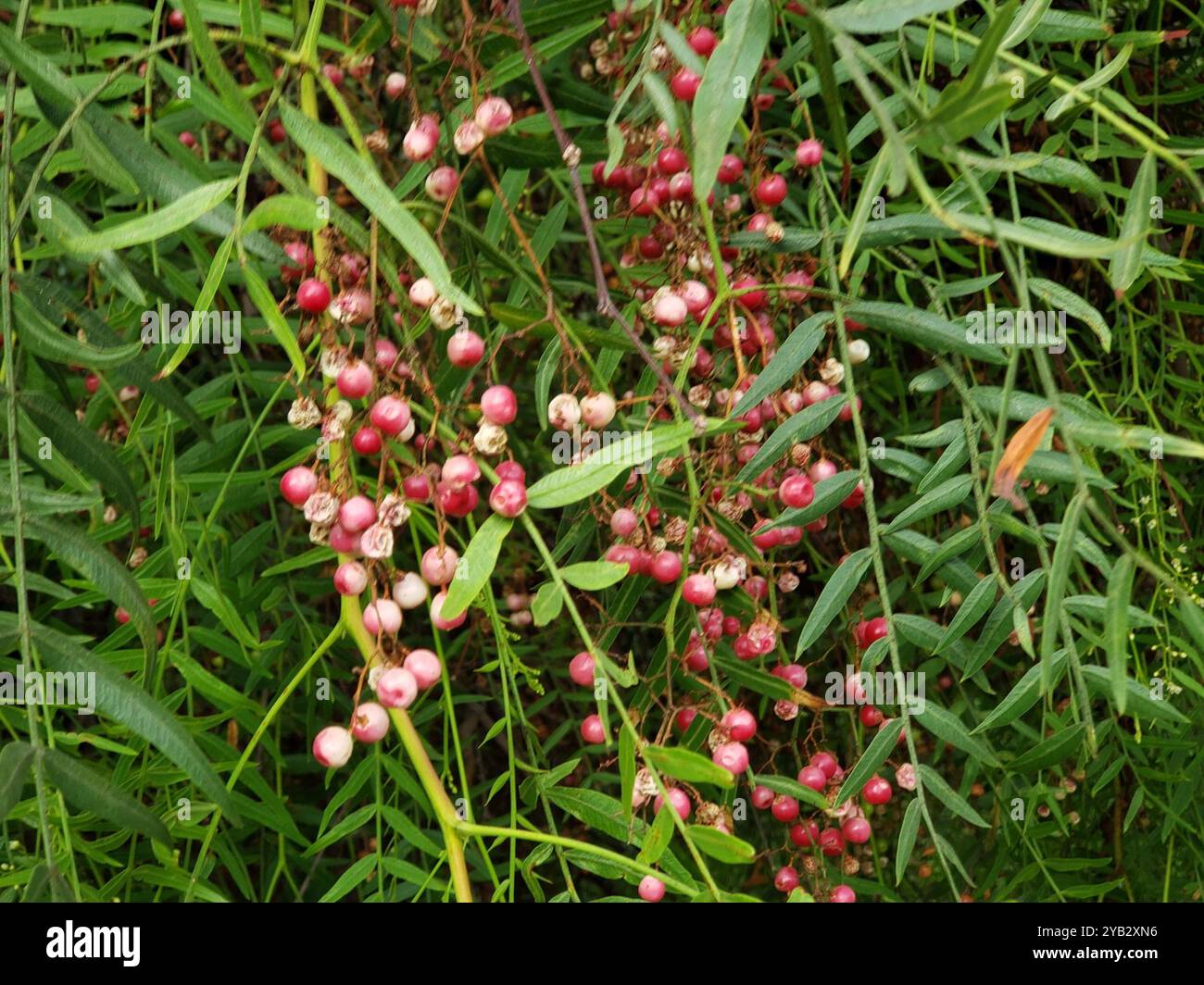 Peruvian Pepper Tree (Schinus molle) Plantae Stock Photo - Alamy