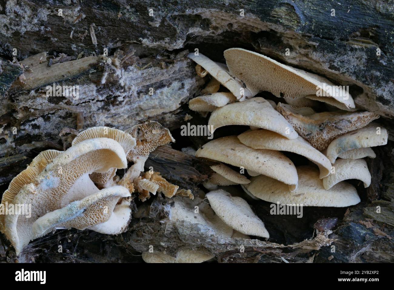 (Panellus pusillus) Fungi Stock Photo - Alamy