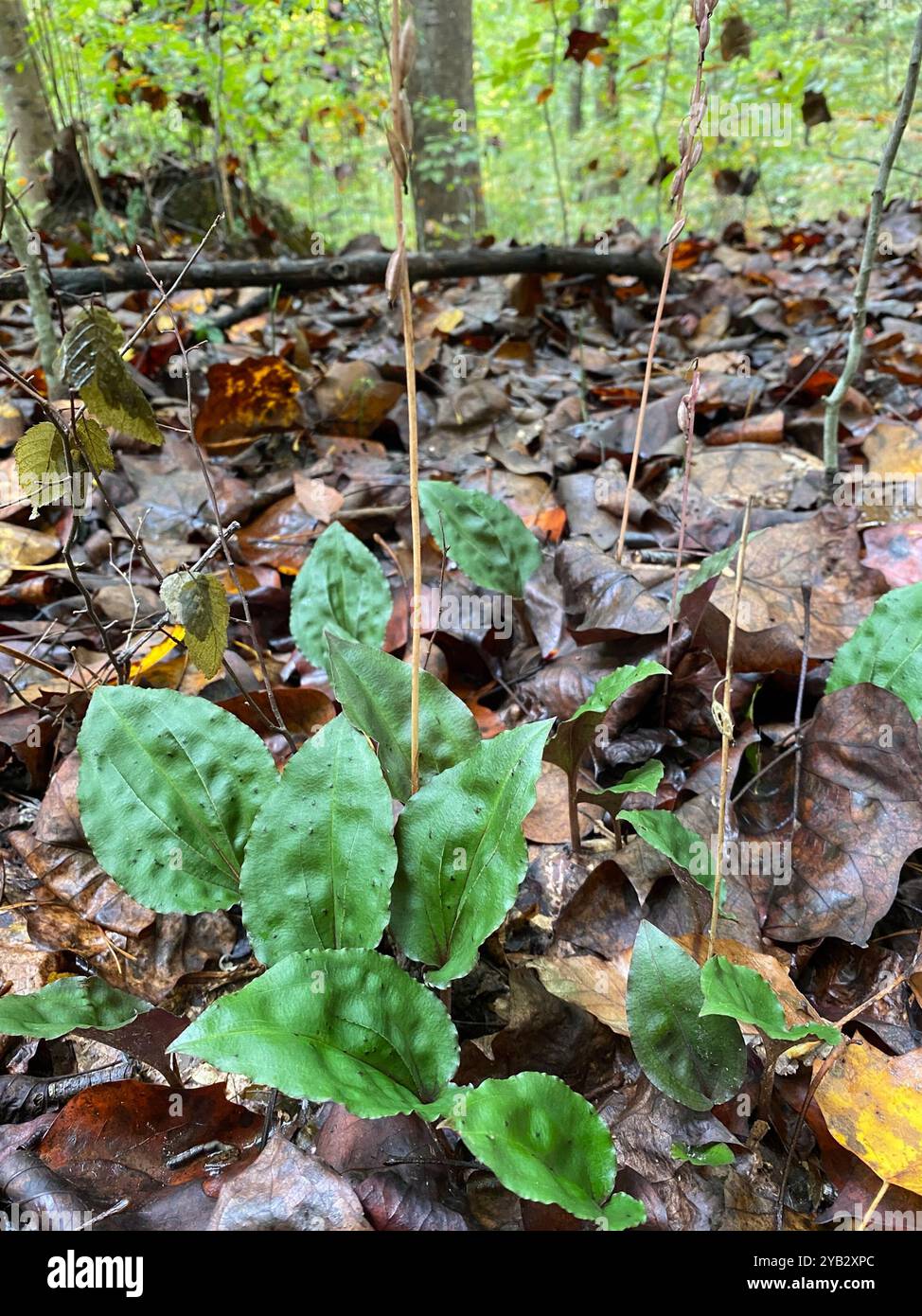 crane-fly orchid (Tipularia discolor) Plantae Stock Photo - Alamy