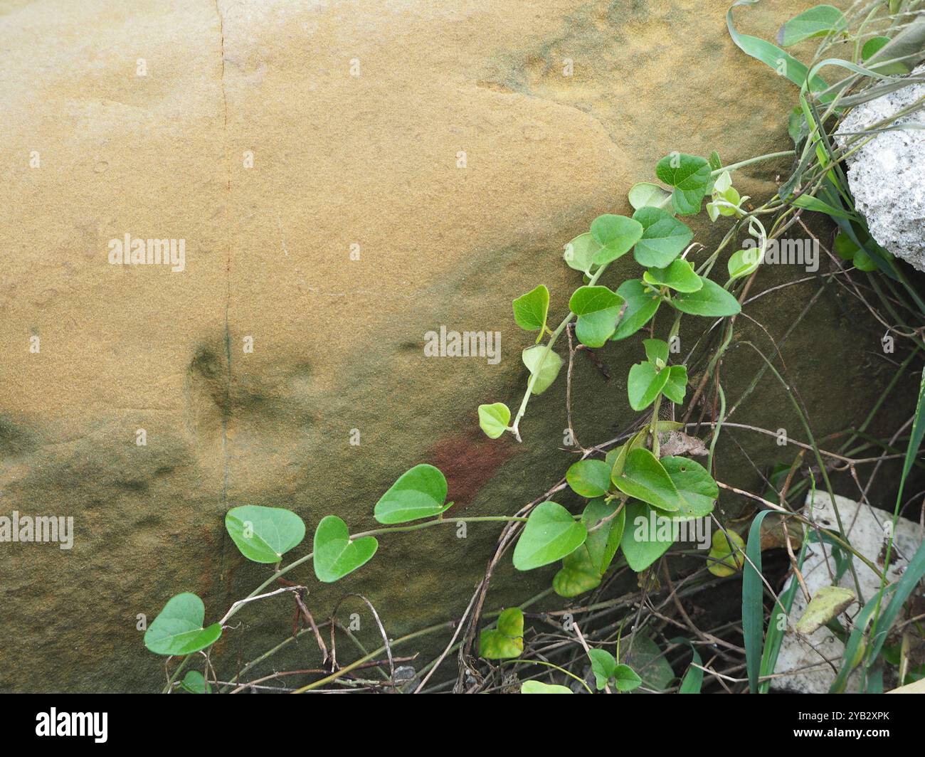 queen coralbead (Nephroia orbiculata) Plantae Stock Photo - Alamy