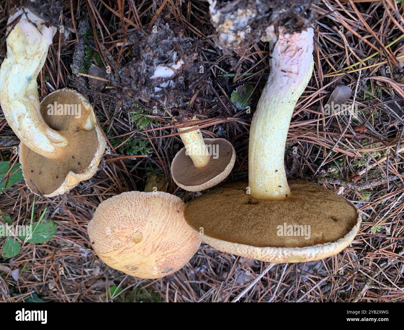 Blue-staining Slippery Jack (Suillus tomentosus) Fungi Stock Photo - Alamy