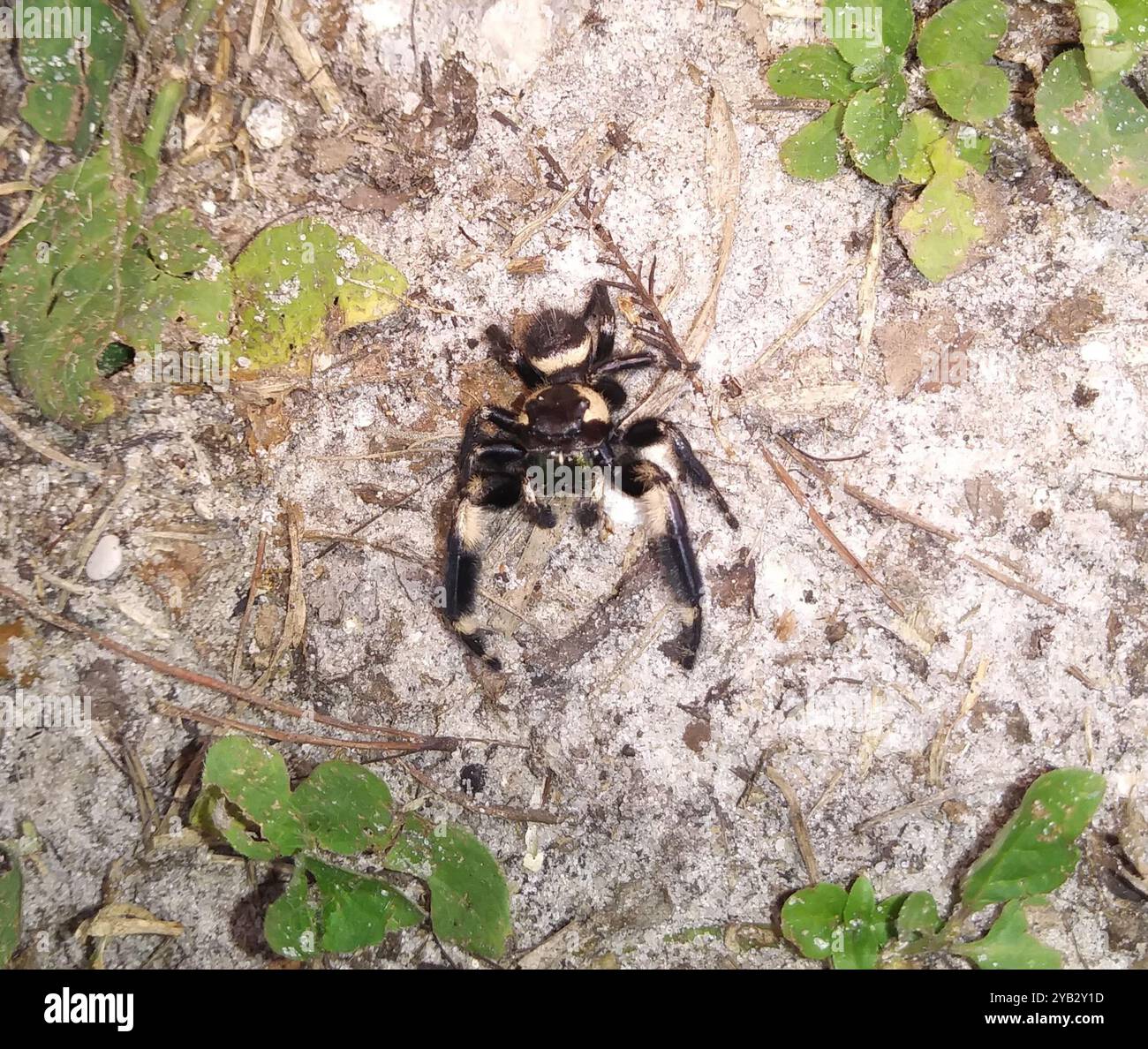 canopy jumping spider (Phidippus otiosus) Arachnida Stock Photo - Alamy