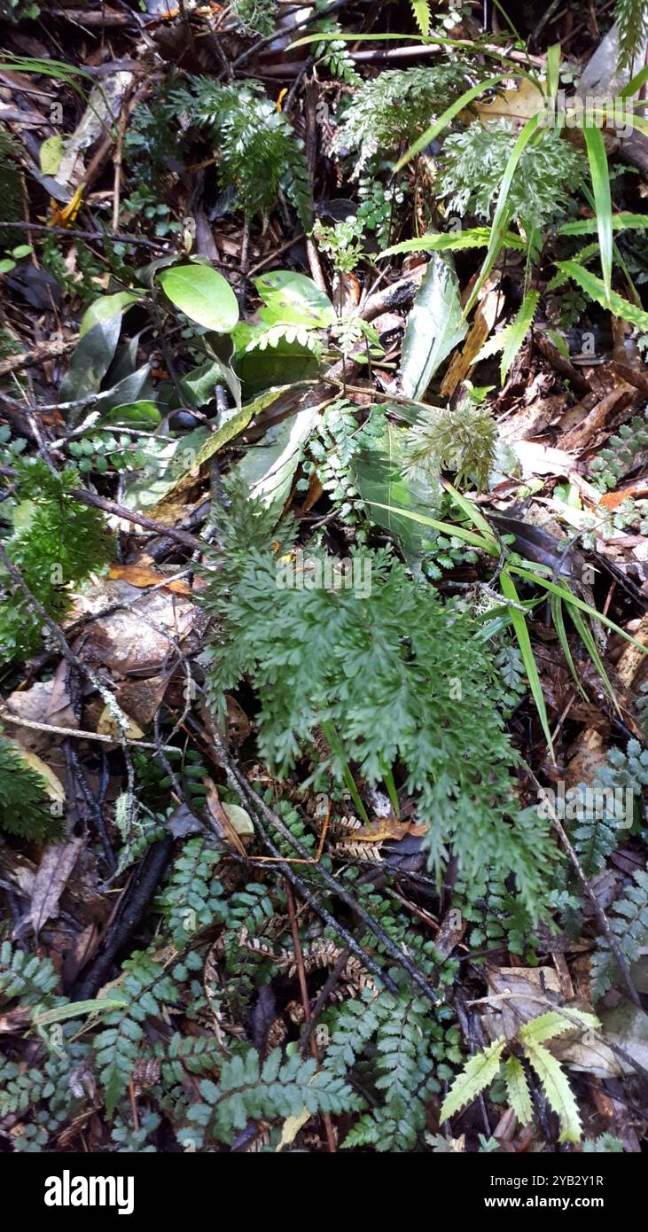 drooping filmy fern (Hymenophyllum demissum) Plantae Stock Photo - Alamy