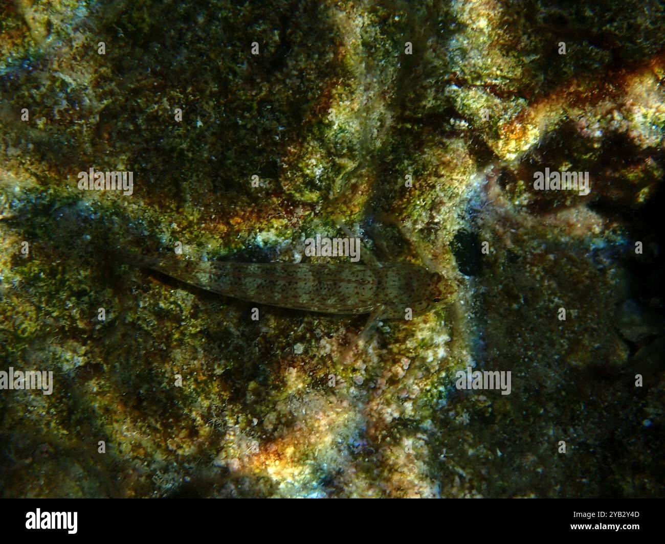 Incognito Goby (Gobius incognitus) Actinopterygii Stock Photo - Alamy