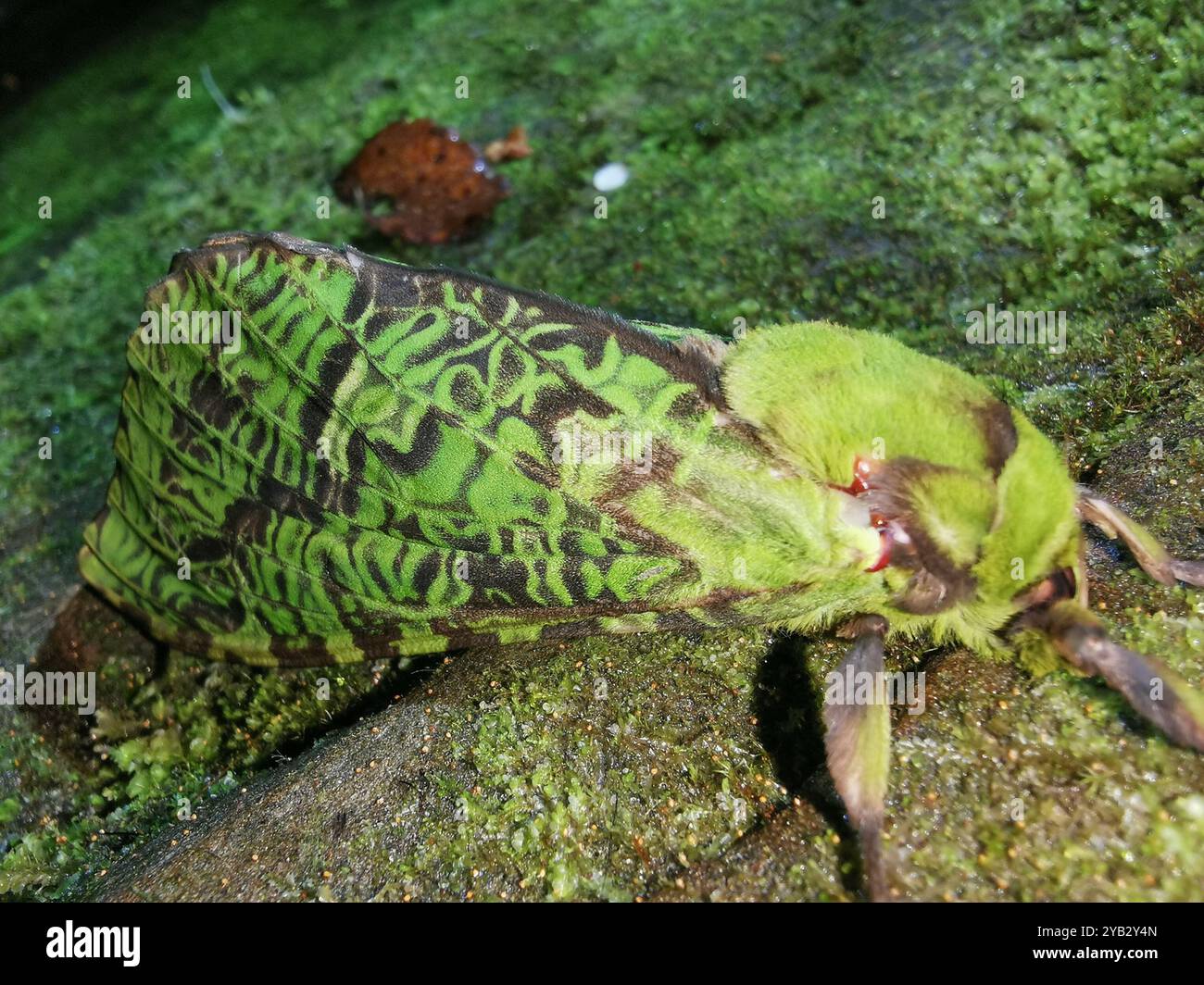 Puriri moth hi-res stock photography and images - Alamy