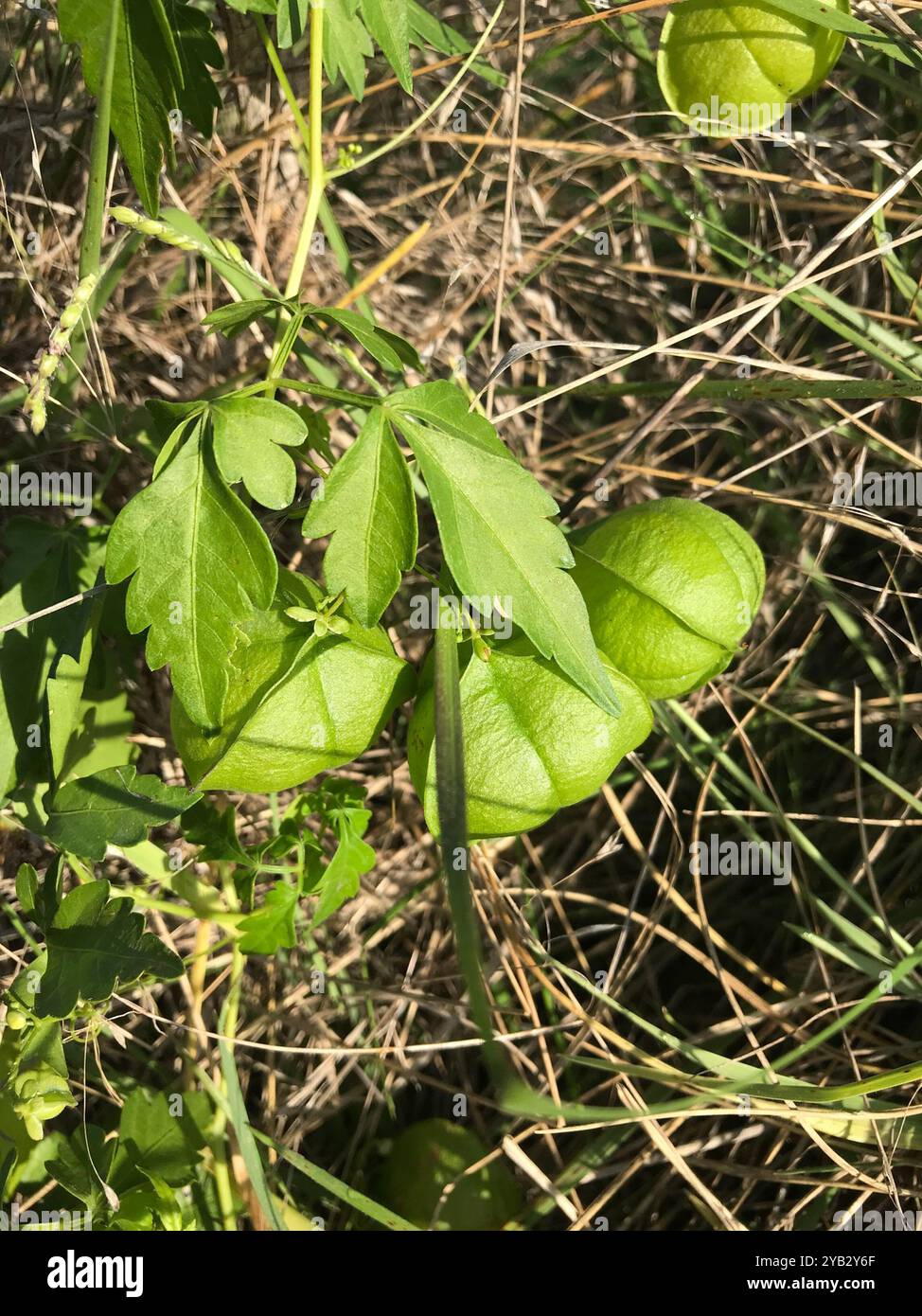 Lesser Balloon Vine (Cardiospermum halicacabum) Plantae Stock Photo - Alamy