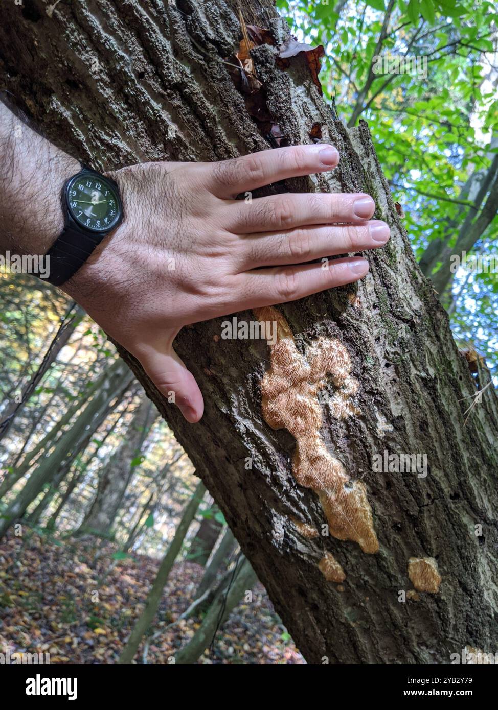 Asian Beauty (Radulomyces copelandii) Fungi Stock Photo - Alamy