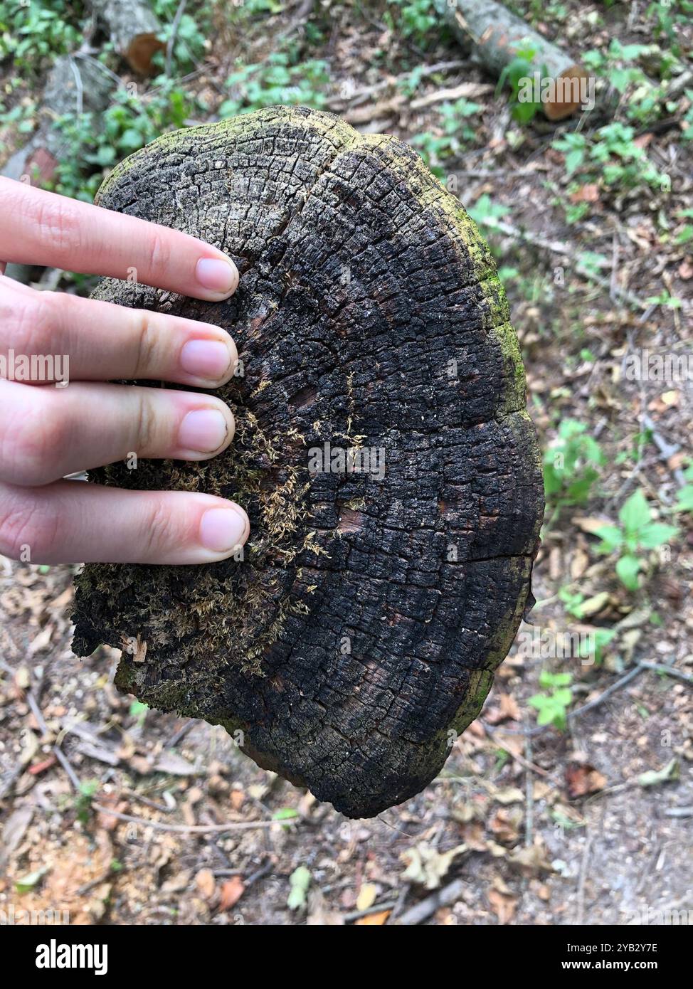 Cracked Cap Polypore (Fulvifomes robiniae) Fungi Stock Photo - Alamy