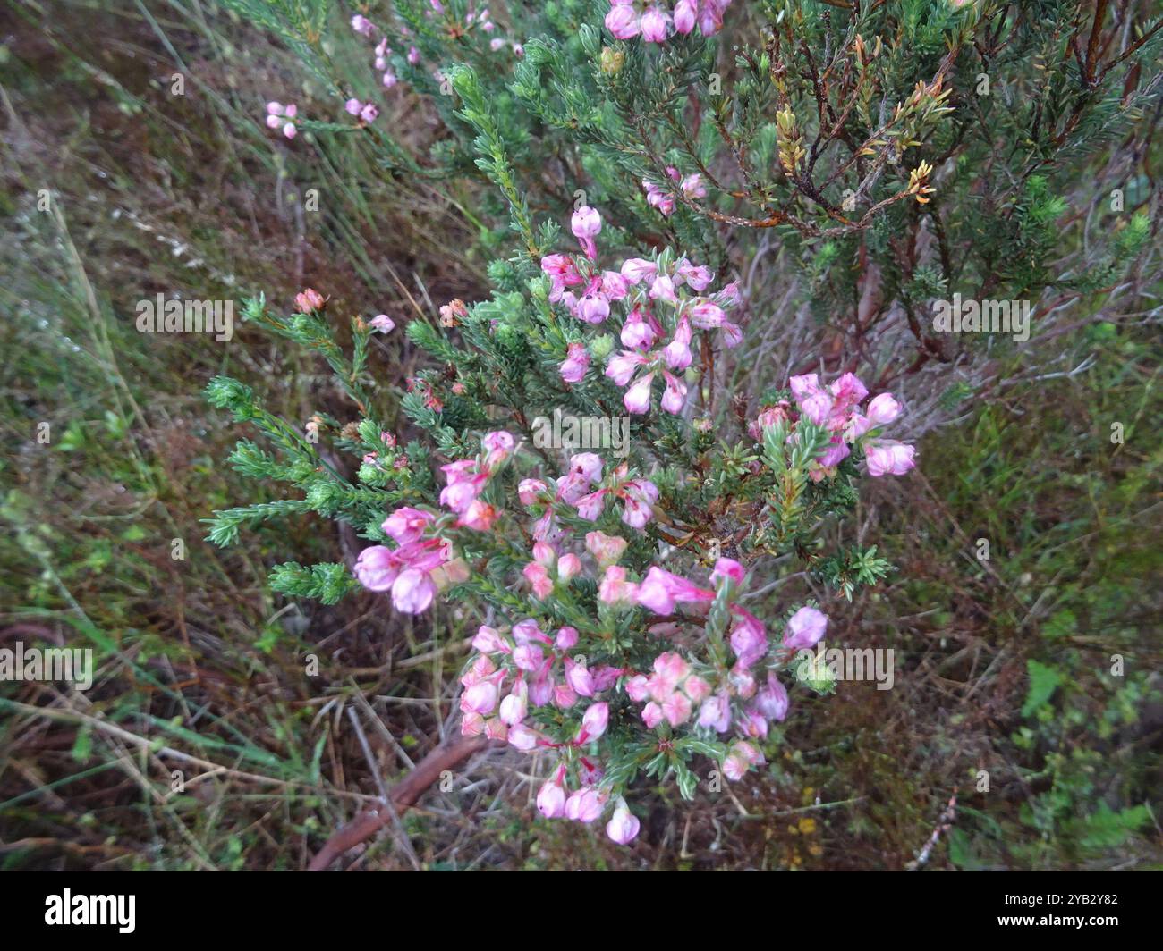 Berry Heath (Erica baccans) Plantae Stock Photo - Alamy