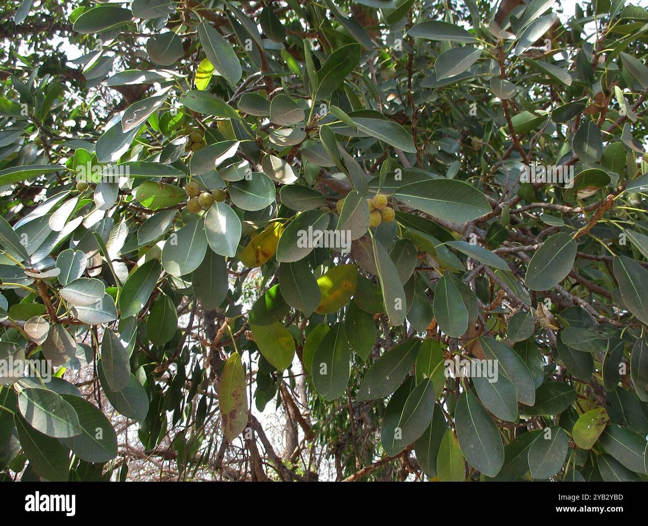 Common Wild Fig (Ficus burkei) Plantae Stock Photo - Alamy