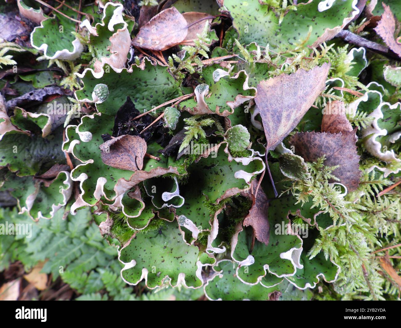 freckled pelt lichen (Peltigera aphthosa) Fungi Stock Photo - Alamy