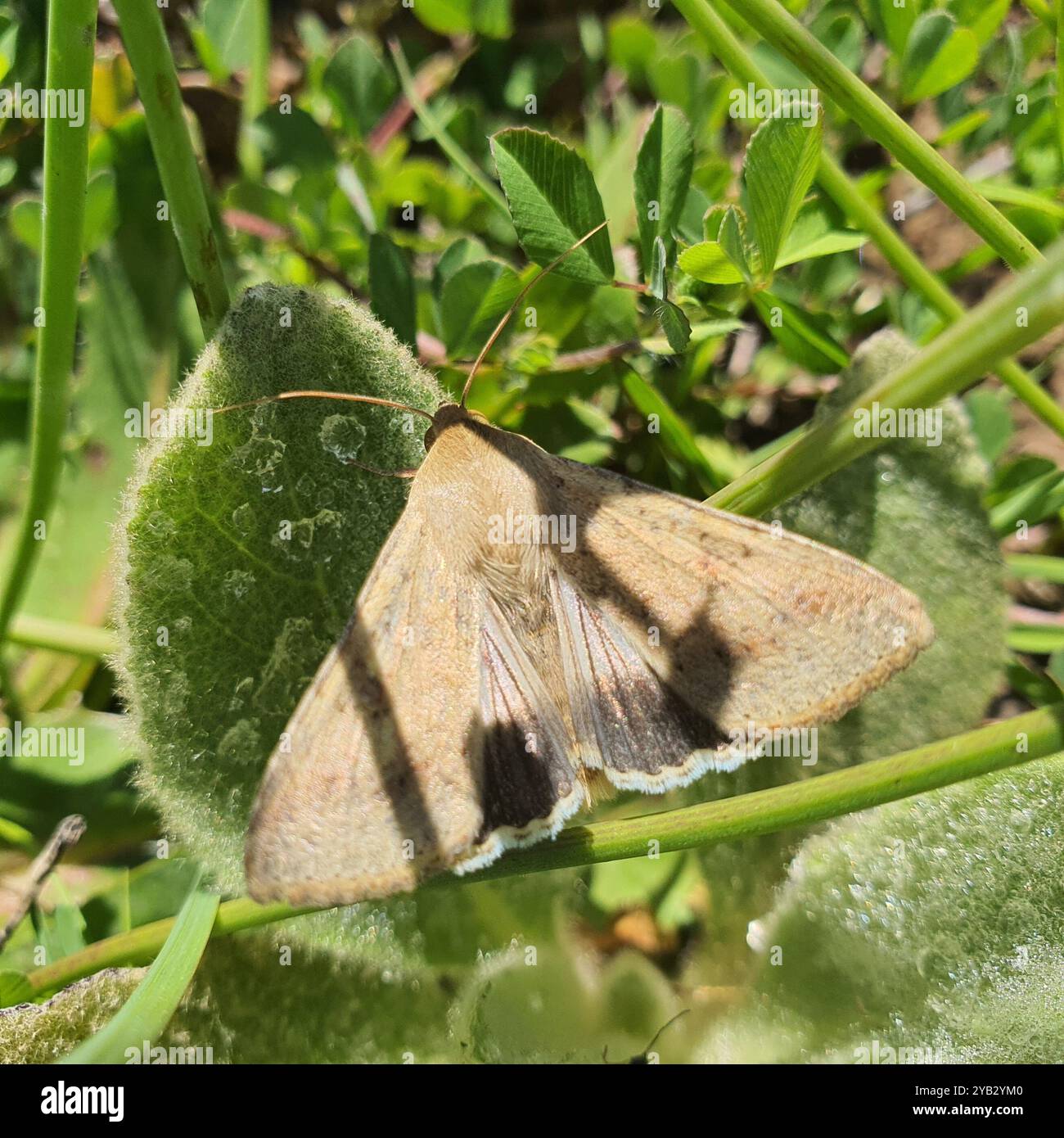 Cotton Bollworm Moth (Helicoverpa armigera) Insecta Stock Photo - Alamy