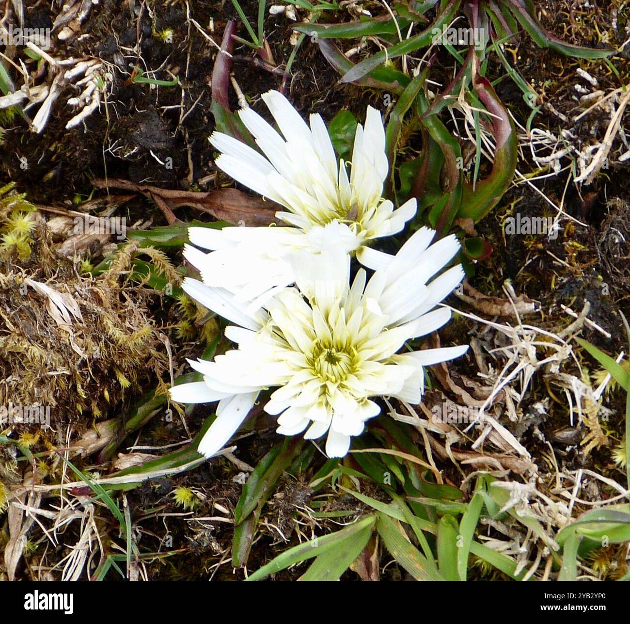 Chikku Chikku (Hypochaeris sessiliflora) Plantae Stock Photo - Alamy