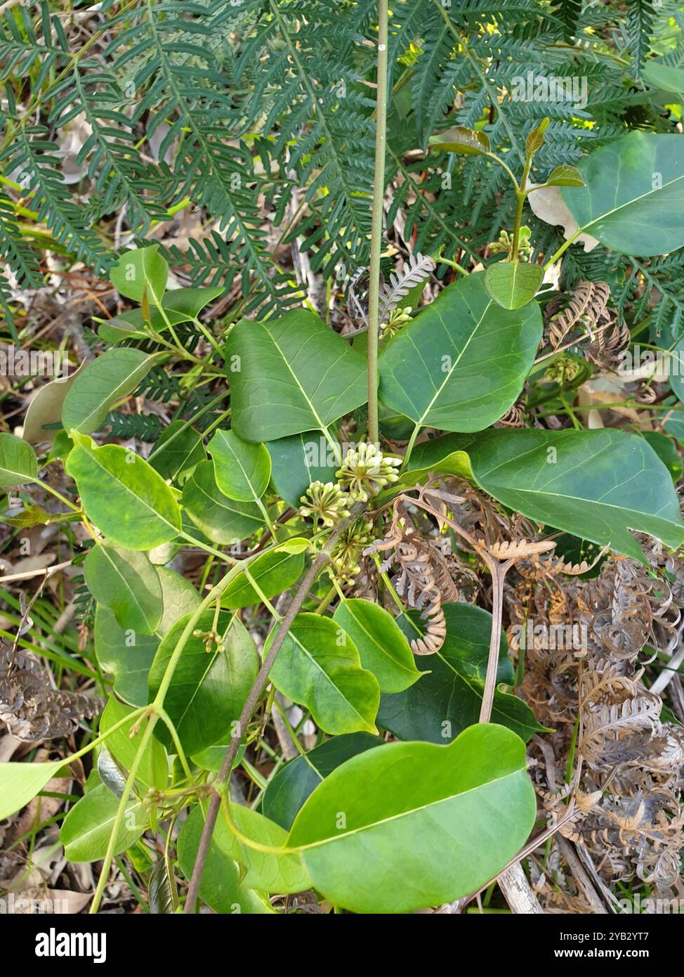 Common Milk Vine (Leichhardtia rostrata) Plantae Stock Photo - Alamy