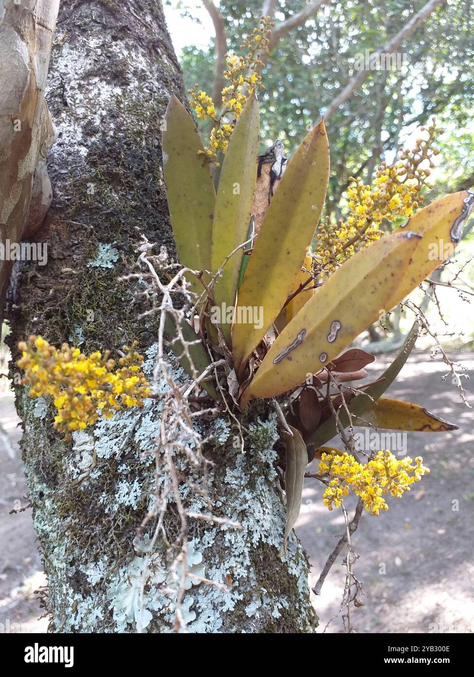 Trichocentrum pumilum hi-res stock photography and images - Alamy