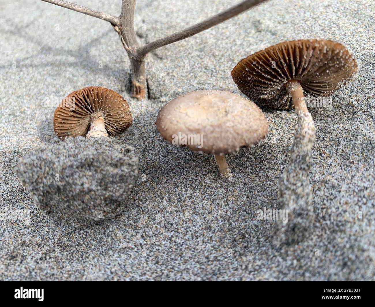 Beach Brittlestem (Psathyrella ammophila) Fungi Stock Photo - Alamy