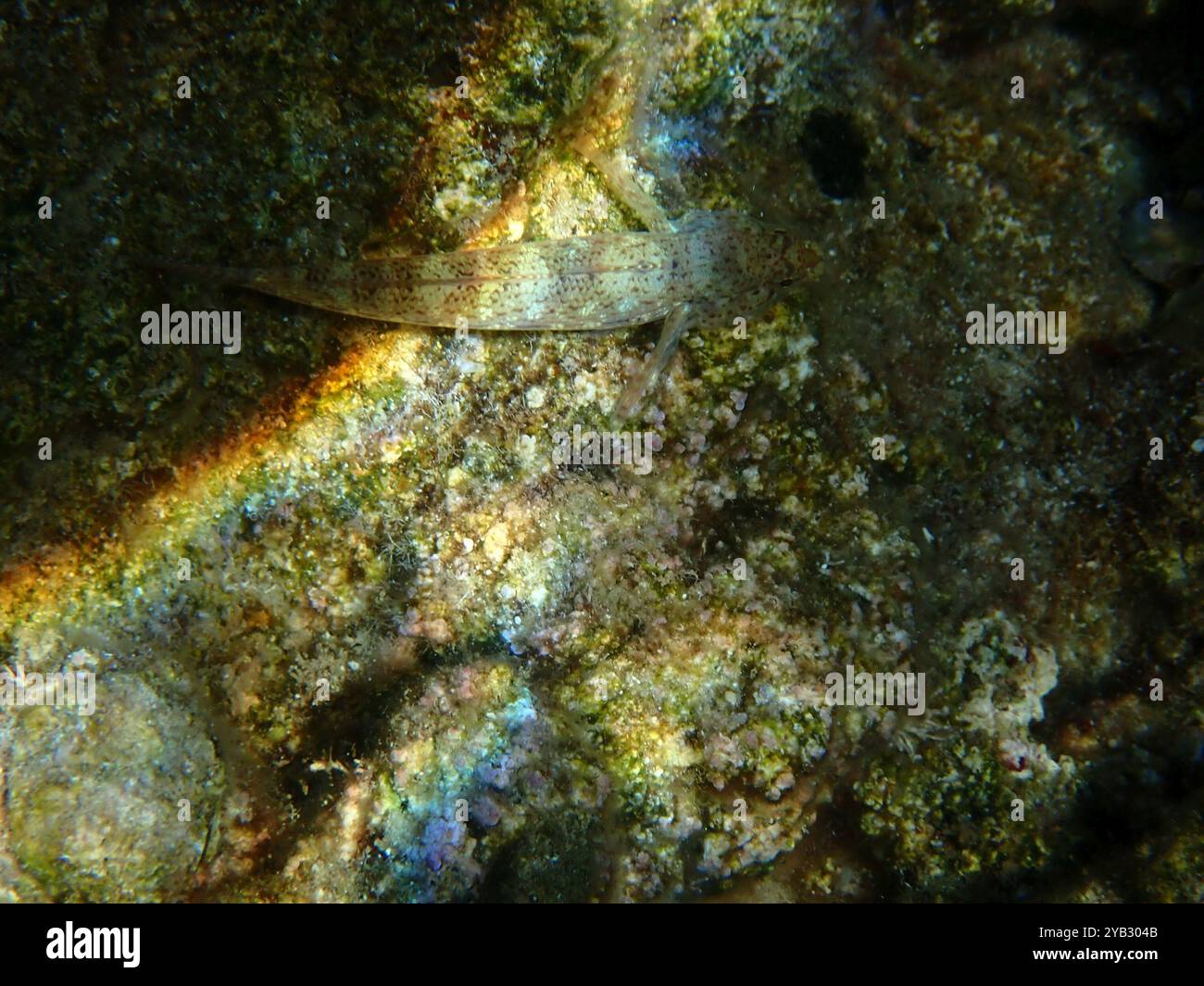 Incognito Goby (Gobius incognitus) Actinopterygii Stock Photo - Alamy