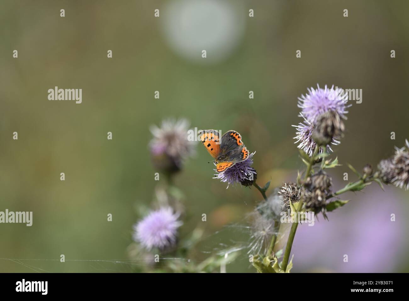 Foreground Image of a Small Copper Butterfly (Lycaena phlaeas) Right of ...