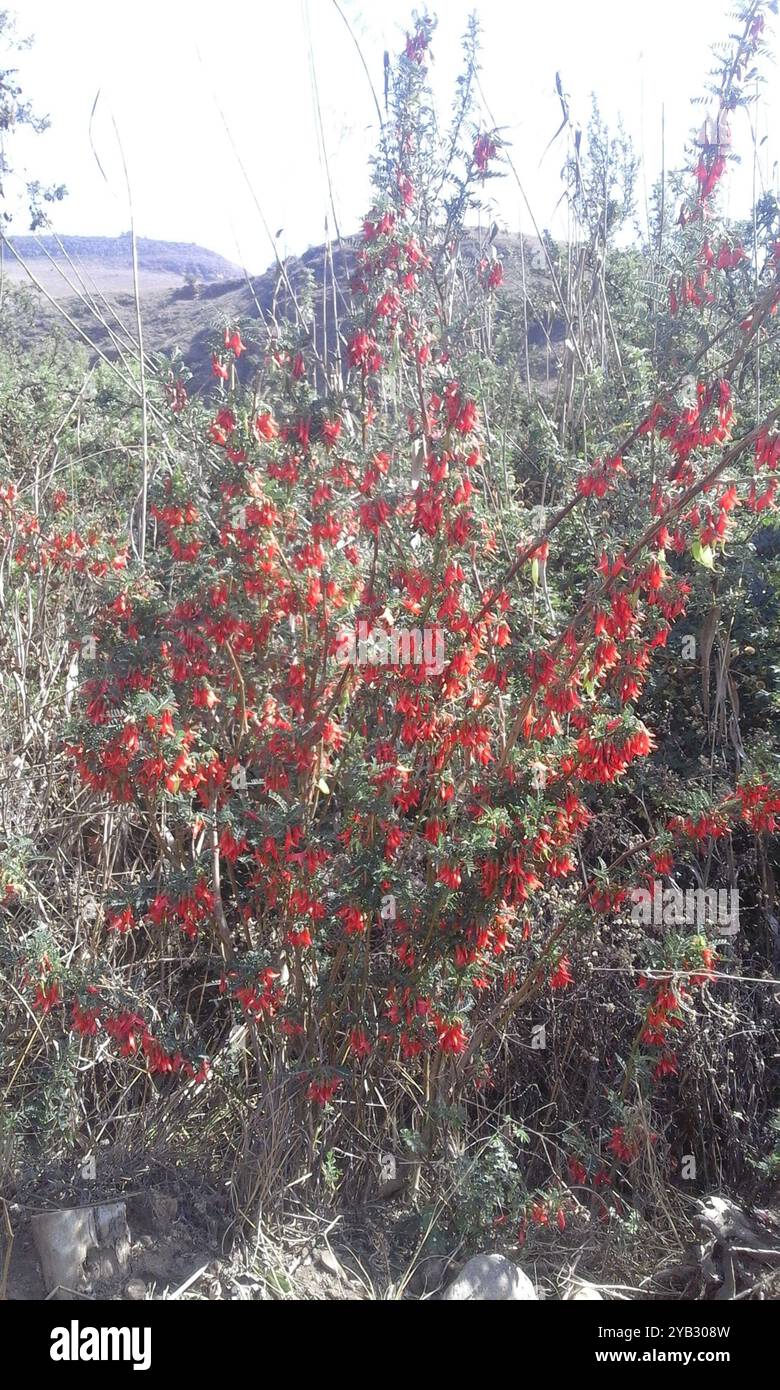 cancer bush (Lessertia frutescens) Plantae Stock Photo - Alamy