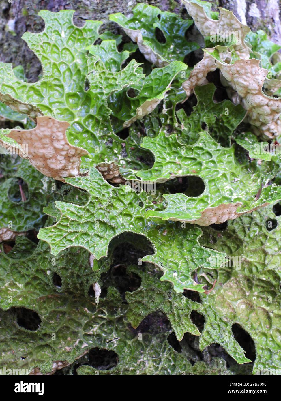 Tree Lungwort (Lobaria pulmonaria) Fungi Stock Photo - Alamy