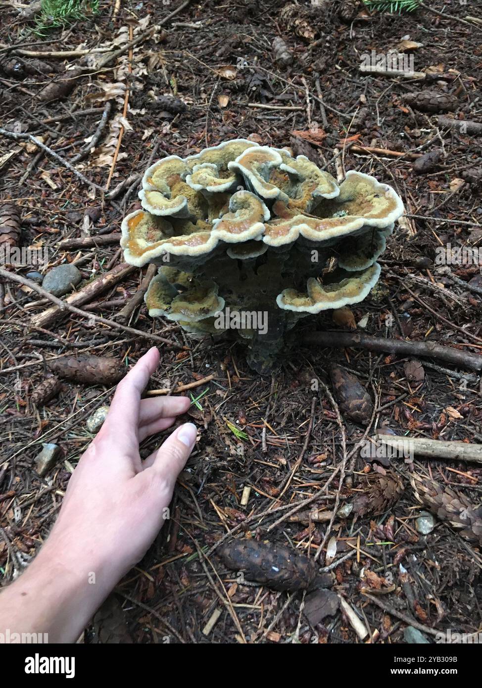 Dyer's Polypore (Phaeolus schweinitzii) Fungi Stock Photo - Alamy