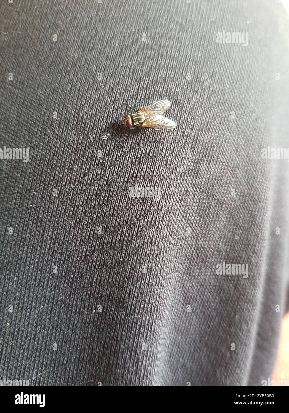 Common House Fly (Musca domestica) Insecta Stock Photo - Alamy