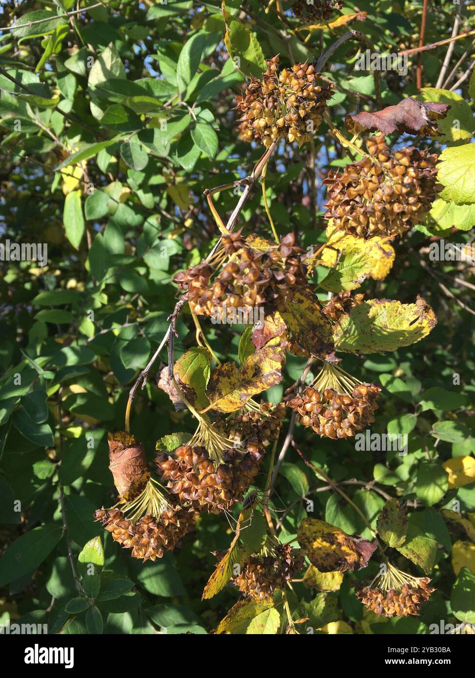 common ninebark (Physocarpus opulifolius) Plantae Stock Photo - Alamy