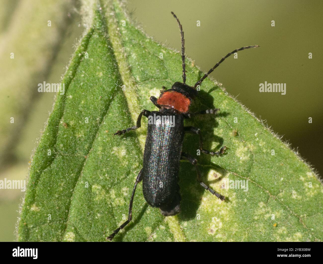 Soldier Beetles (Cantharidae) Insecta Stock Photo - Alamy