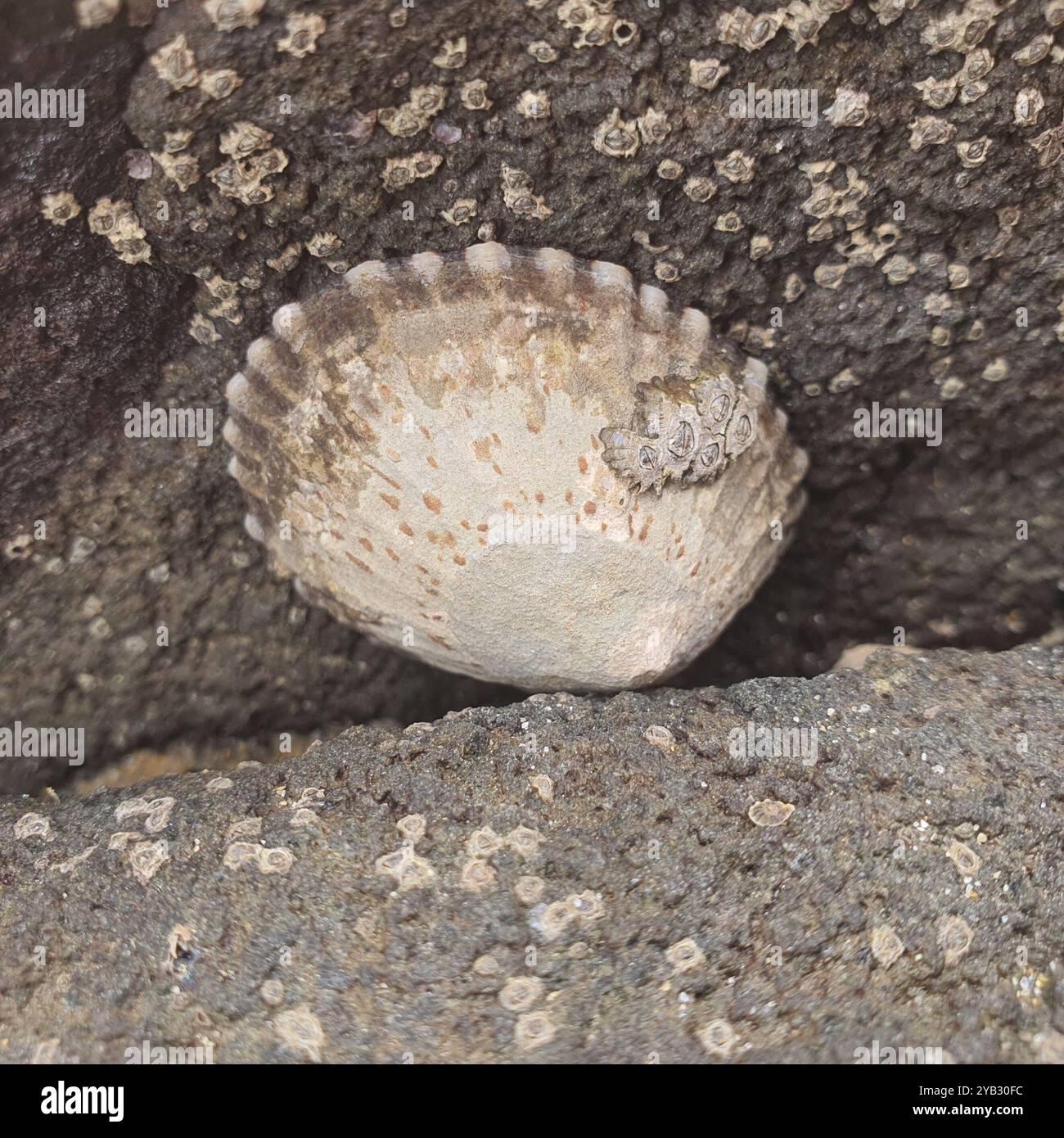 Variegated limpet (Cellana tramoserica) Mollusca Stock Photo - Alamy