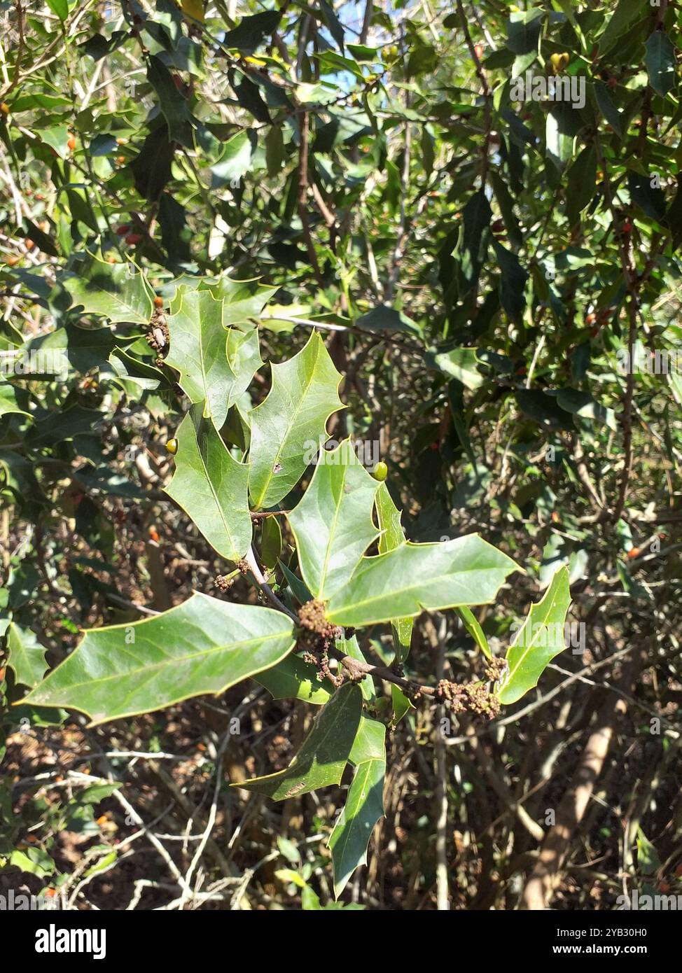 (Maytenus ilicifolia) Plantae Stock Photo - Alamy
